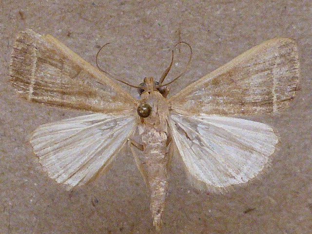 Simplicia extinctalis African Moths
