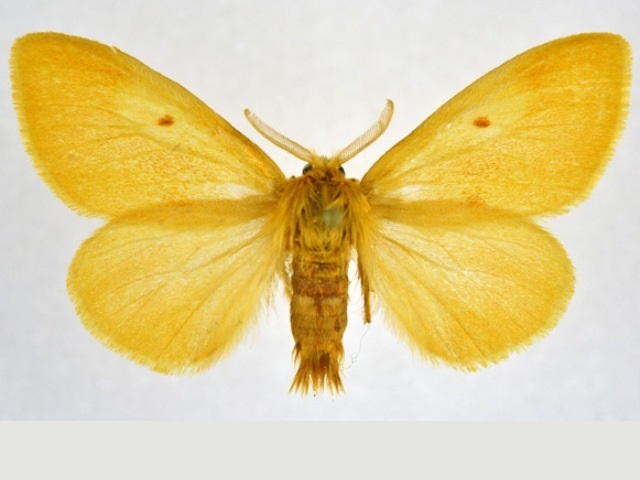 Euproctis erythropoecila African Moths