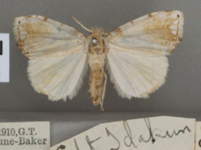 Terphothrix callima African Moths