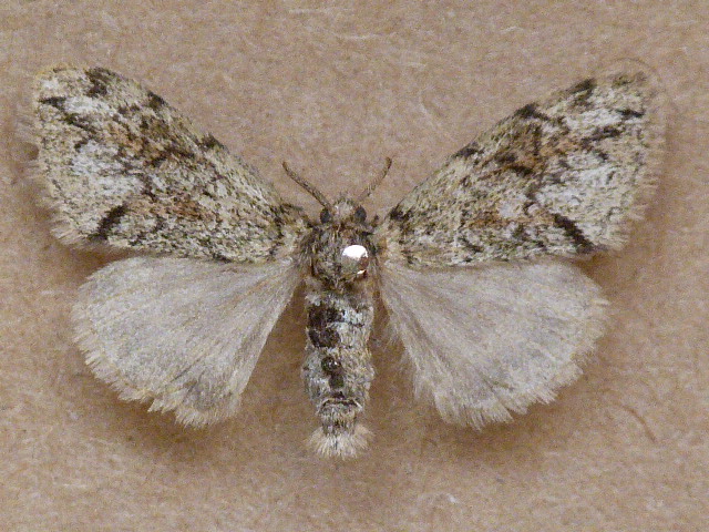 Dasychira thermoplaga African Moths