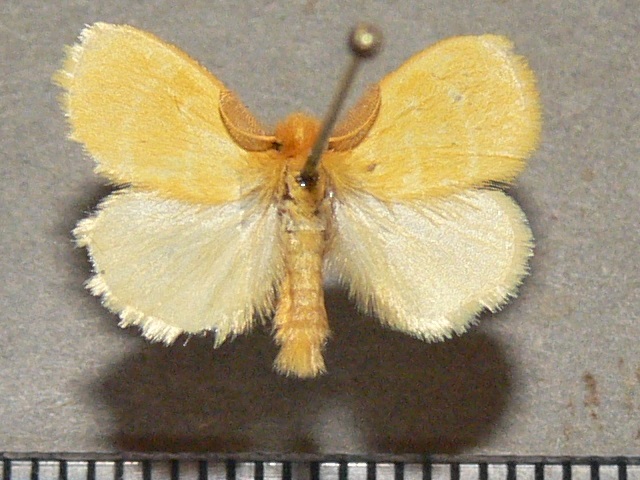 Euproctis varians African Moths