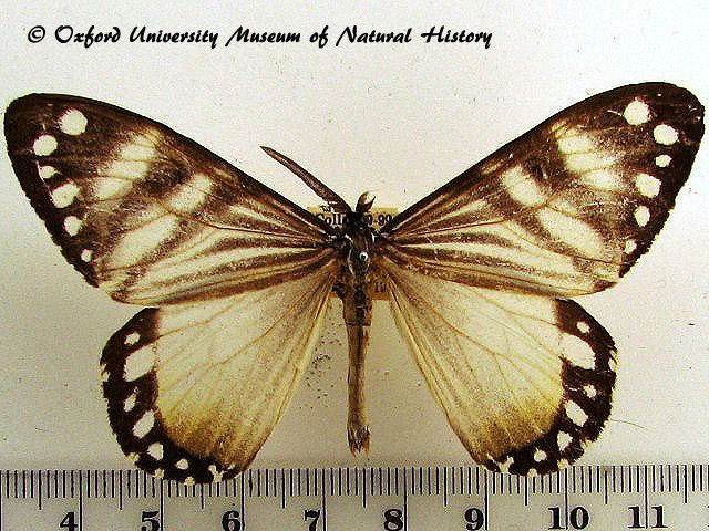 Otroeda planax African Moths