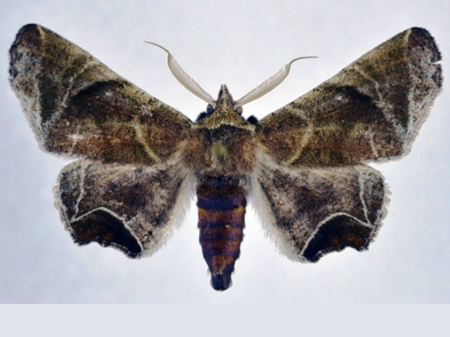 Episparis homoeosema African Moths