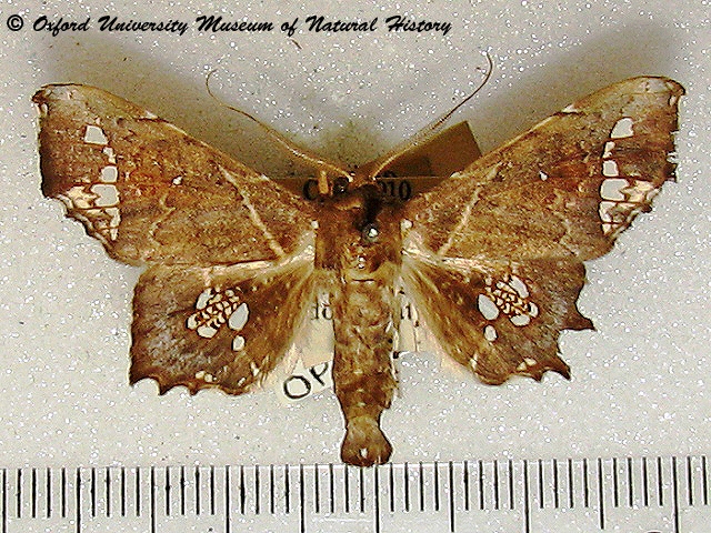 Episparis gomphiona African Moths