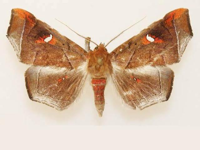 Episparis hannemanni African Moths