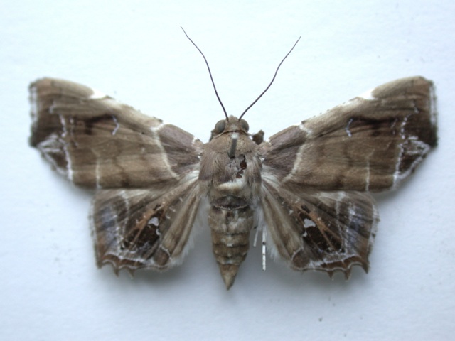Episparis heiroglyphica African Moths