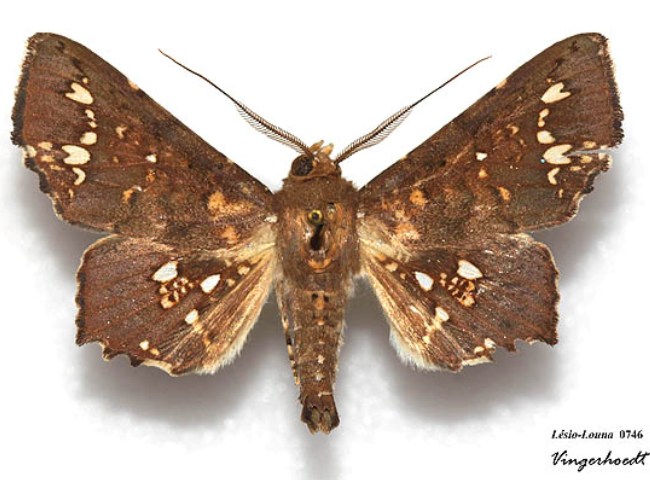 Episparis lamprima African Moths