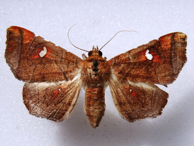 Episparis penetrata African Moths
