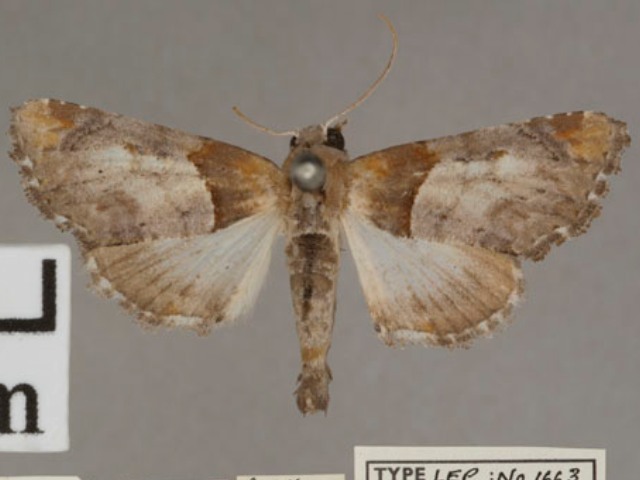 Eutelia grisescens African Moths