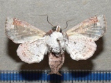 Eutelia megaclycla African Moths
