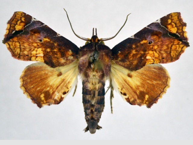 Eutelia snelleni African Moths