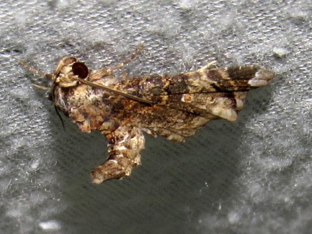 Eutelia sp3 African Moths