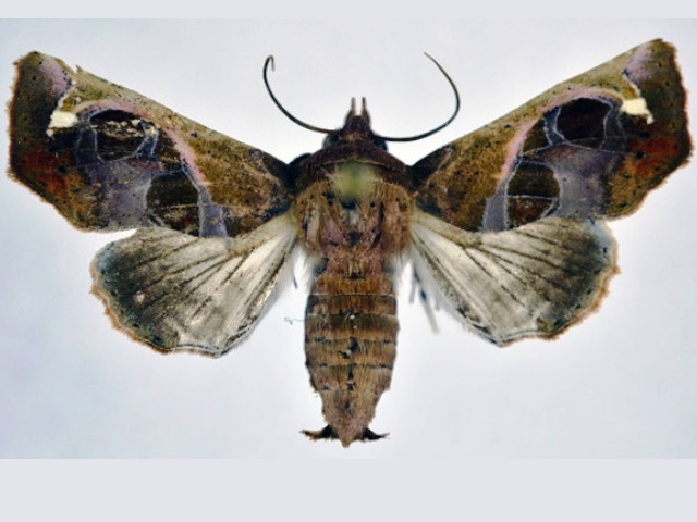 Eutelia violescens African Moths