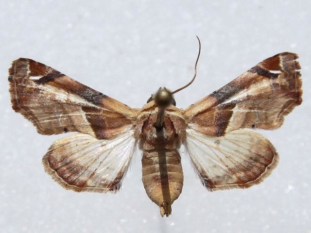 Eutelia callichroma African Moths