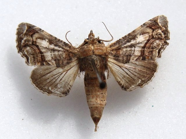 Eutelia discitriga African Moths