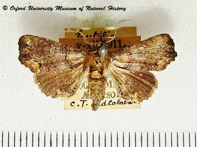 Eutelia ferridorsata African Moths