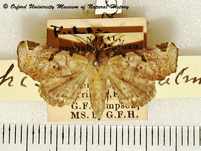Eutelia histrio African Moths