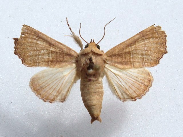 Eutelia polychorda African Moths