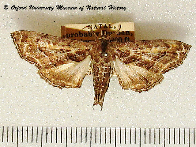 Eutelia rivata African Moths