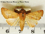 Eutelia sp2. African Moths