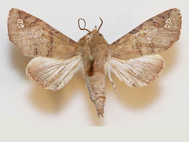 Eutelia subrubens African Moths