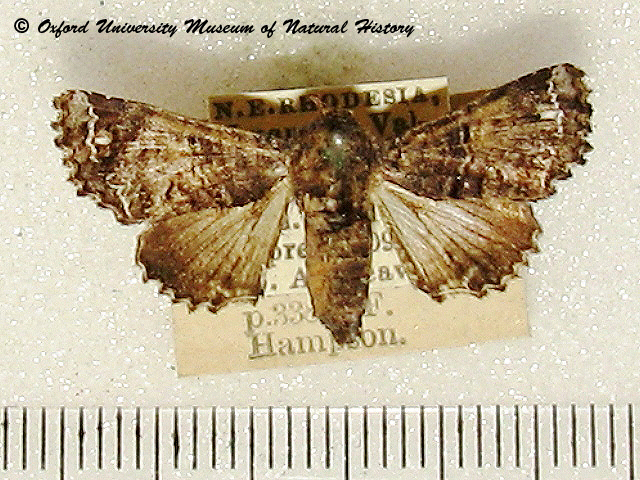 Eutelia symphonica African Moths