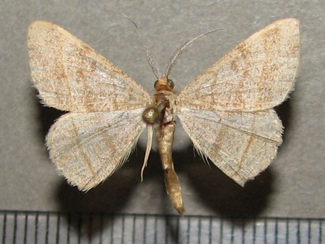 Isturgia sublimbata African Moths