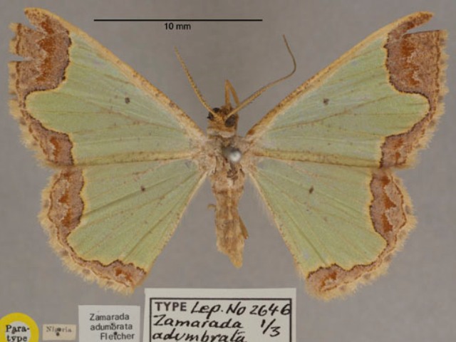 Zamarada adumbrata African Moths