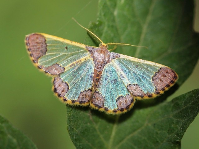 Zamarada bathyscaphes African Moths