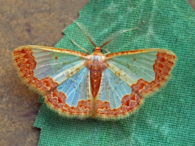 Zamarada delta African Moths