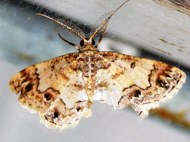 Zamarada erugata African Moths