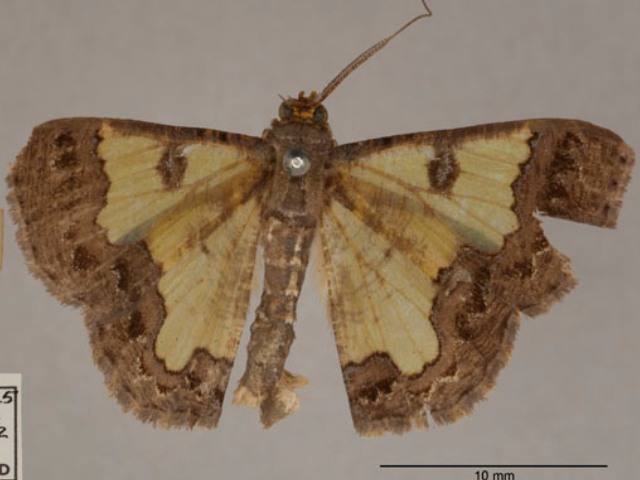 Zamarada mimesis African Moths