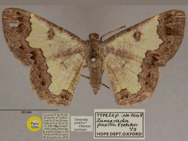 Zamarada paxilla African Moths