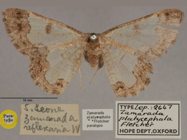 Zamarada platycephala African Moths