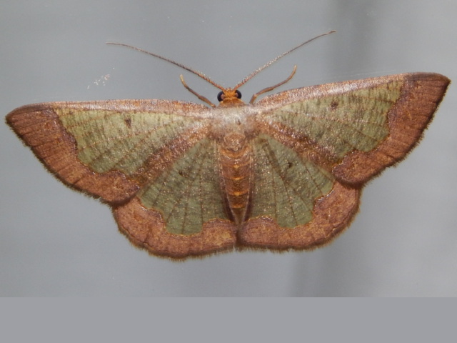 Zamarada sp2 African Moths