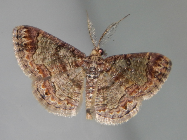 Zamarada sp2 African Moths