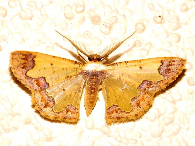 Zamarada sp3 African Moths