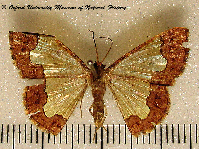 Zamarada acrochra African Moths