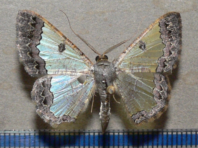 Zamarada amymone African Moths