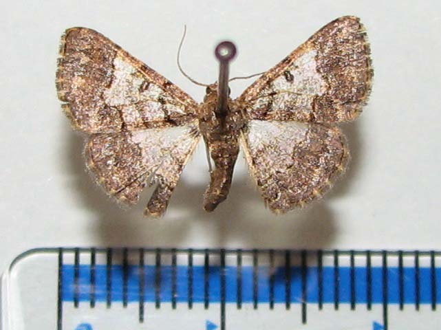 Zamarada anacantha African Moths