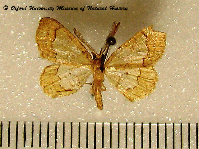 Zamarada ansorgei African Moths