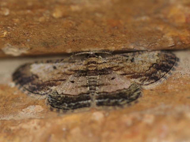 Zamarada ascaphes African Moths