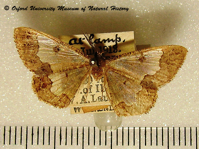 Zamarada catori African Moths