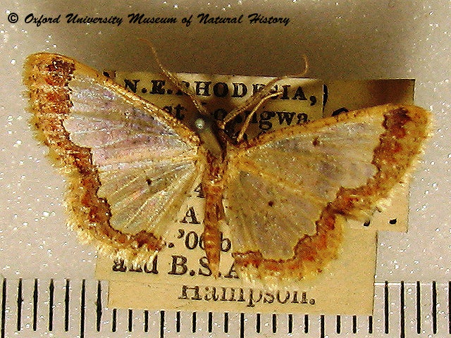 Zamarada denticatella African Moths
