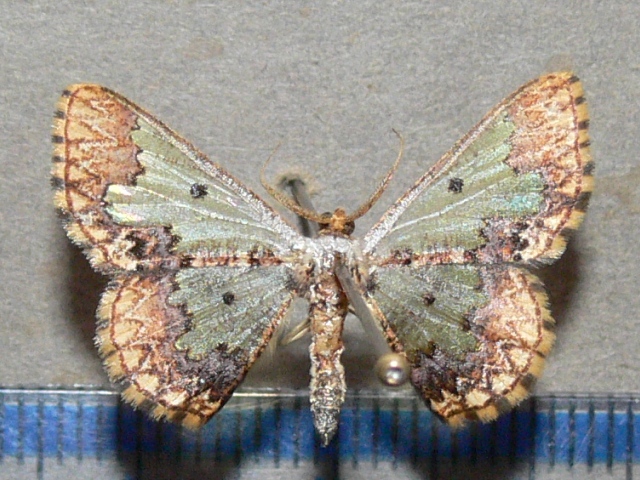 Zamarada dentigera African Moths