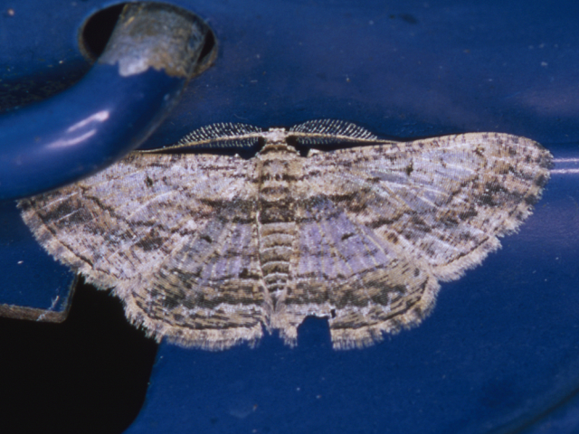 Zamarada differens African Moths