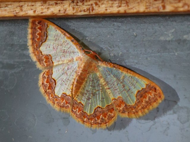 Zamarada dilata African Moths