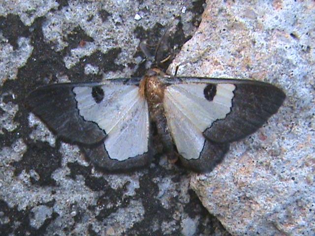Zamarada dolorosa African Moths