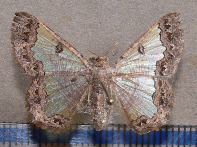 Zamarada emaciata African Moths