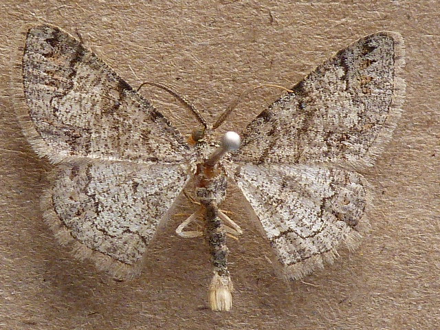 Zamarada eroessa African Moths